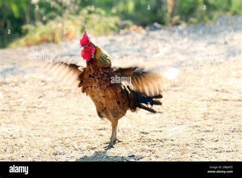 Blurred Rooster Cock Wing Flutter Motion Rooster Cock Chicken Wing