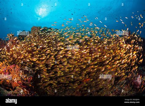 Glassfish Form School North Ari Atoll Indian Ocean Maldives Stock