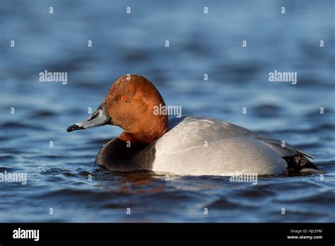 A Hybrid Of A Redhead And Canvasback Duck Swims On A Cold River On A
