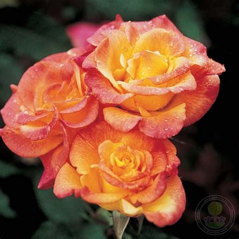Саженец Роза Рио Самба (Rosa Rio Samba) купить в Москве по низкой цене ...