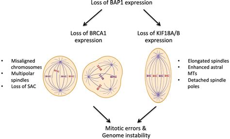 Brca1 Dependent And Independent Mitotic Functions Of Bap1 The Schematic Download Scientific