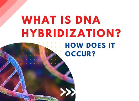 Dna Hybridization