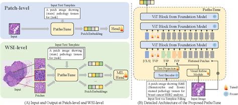 Figure 1 From Pathotune Adapting Visual Foundation Model To