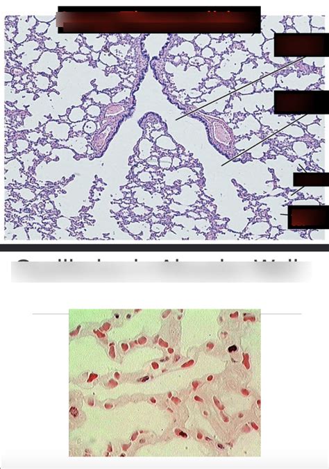 Powerpoint Diagram Quizlet Powerpoint Diagram Quizlet