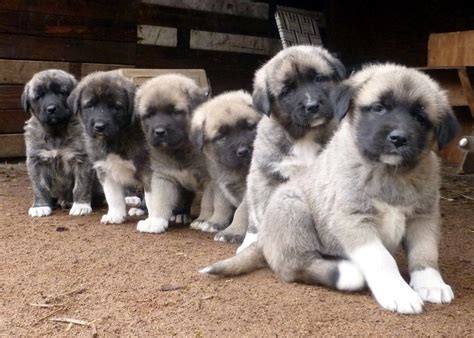 Anatolian Shepherd Dog Puppies Lined Up