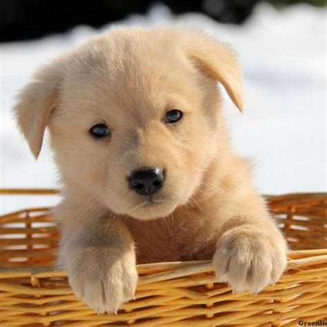 Golden Shepherd Characteristics Appearance And Pictures