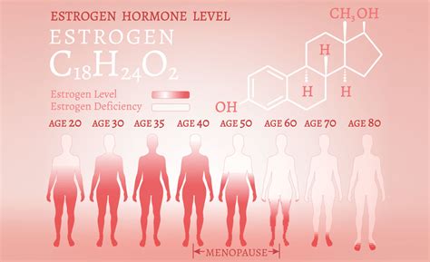 Where Is Oestrogen Produced Happy Healthy You
