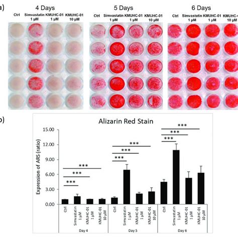 Rat Femur Bone Defect Treated With Local Simvastatin And Kmuhc 01 Download Scientific Diagram