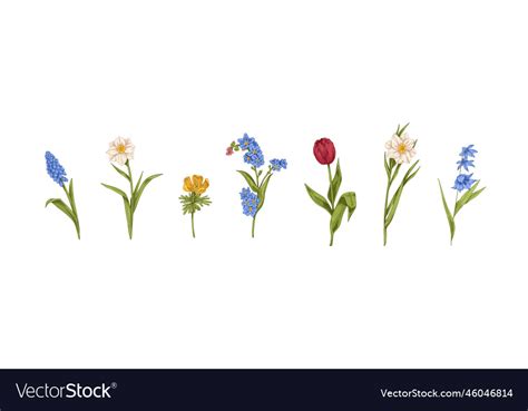 Field Flowers Set Drawn In Retro Style Realistic Vector Image