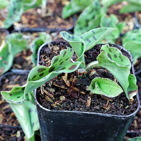 Drimiopsis Maculata Small Mountain Crest Gardens™