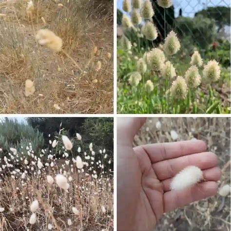 Plant Faqs Ussurian Pear Pyrus Ussuriensis