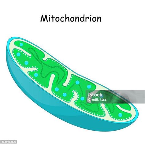 Mitochondrie Structure Et Anatomie Dune Mitochondrie Icône Vectorielle