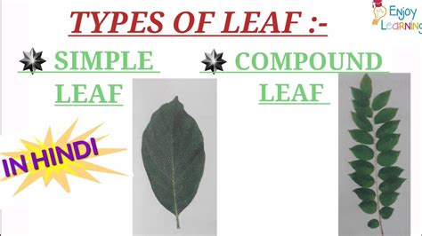 Simple Leaf And Compound Leaf In Hindi