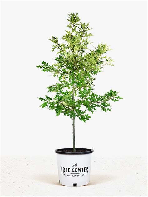 Common Types Of Tree Fungus Learn To Identify Tree Fungus