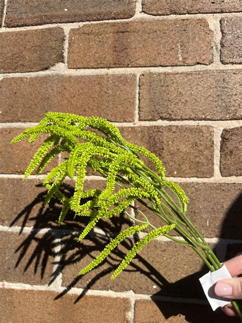 Green Amaranthus Single Stem Catherine Phillips Real Touch Flowers