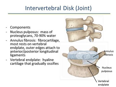 Intervertebral Joint Structural Classification