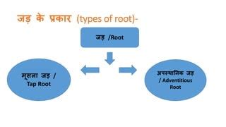 Plant Root Types Of Roots Modifications Of Roots PPT