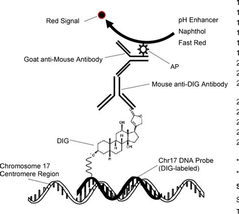 Table 1 From Inform Her2 Dual Ish Dna Probe Cocktail Semantic Scholar
