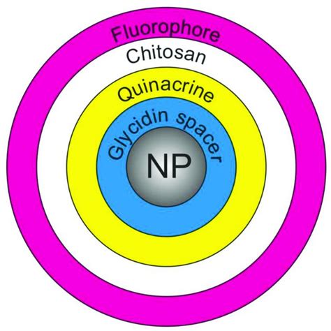 Schematic Diagram Of A Core Shell Nanostructure Download