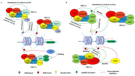 Critical Roles Of Polycomb Repressive Complexes In Transcription And Cancer