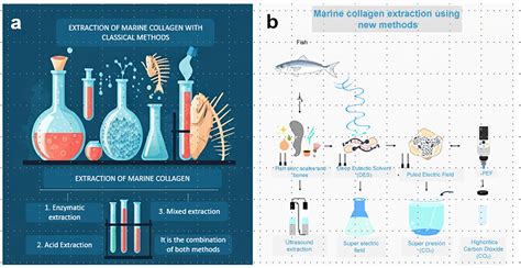 A Review Of Classical And Rising Approaches The Extraction And Utilization Of Marine Collagen