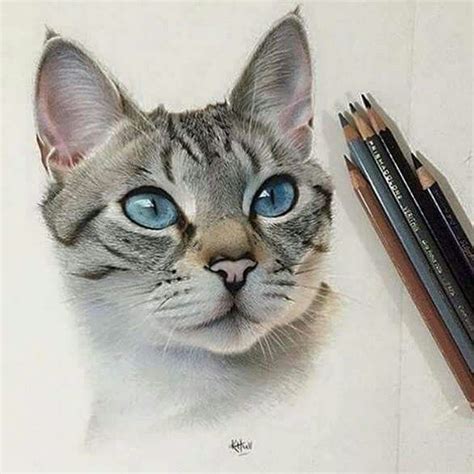 Pin On Art Cat Art Realistic Cat Drawing Cat Drawing