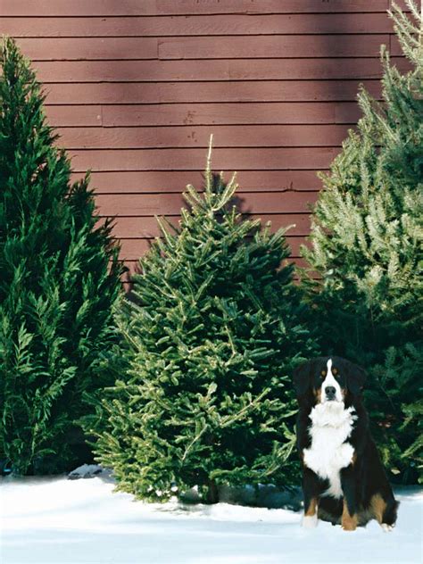 A Guide To All The Different Types Of Christmas Trees
