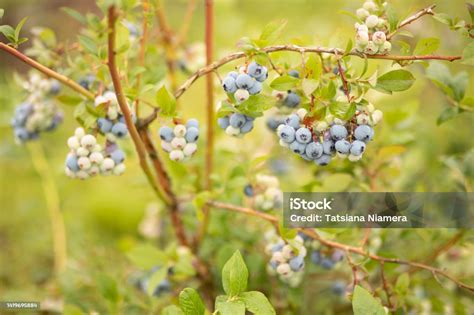 베리 부시 의 풍부한 비옥 한 가지에 푸른 익은 녹색으로 익지 않은 블루 베리의 큰 유기농 클러스터 바이오 농업 원예 신선한 건강한 육즙이 많은 과일 잎 아무도 클로즈업