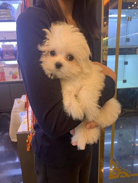 인천논현 2021 0032 말티즈 민국 책임분양 코카스파니엘분양가격 폼스키분양가격 폼치분양가격 폼피츠분양가격 푸숑분양가격 고양이분양가격 랙돌분양가격 러시안블루분양가격