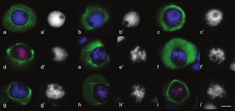 Mt Cytoskeleton Dynamics In 2r2dxr Hybrids Prophase A B Zygotene C