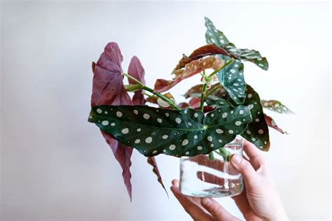 How And When To Propagate Begonia Maculata Best Methods