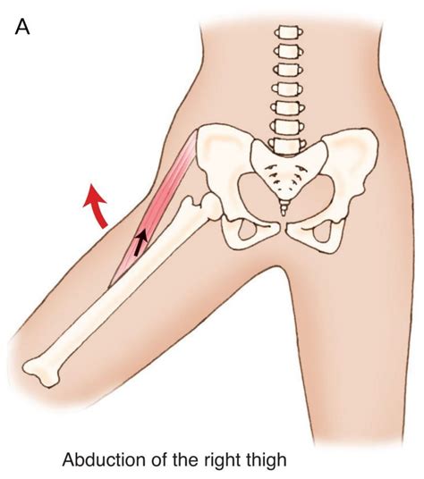 What Is The “true” Function Of The Gluteus Medius