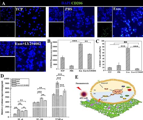 Exosomes Promote Macrophage M2 Polarization Via Akt Pi3k A Confocal Download Scientific