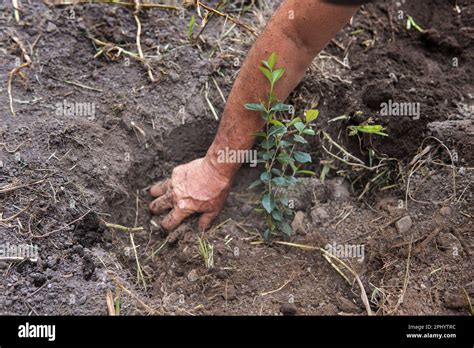 Hand Of A Senior Woman Planting An Acacia Tree Stock Photo Alamy
