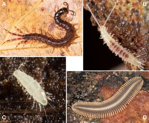 Species New To Science [invertebrate • 2018] Phylogenomics Illuminates The Backbone Of The