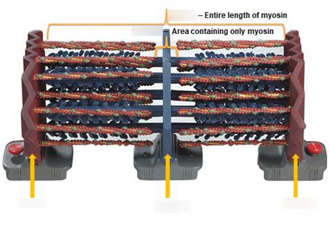 Sarcomere Diagram Quizlet