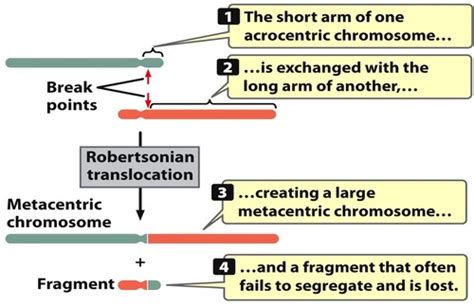 Genetics Chromosome Variation 🪼 Flashcards Quizlet