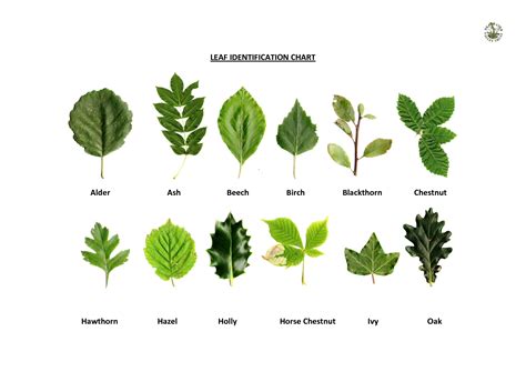 Ash Tree Identification By Leaf Premier Webzine Bildergallerie