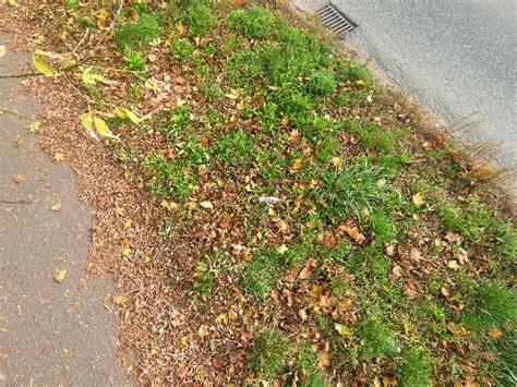 Litter Detection Object Detection Dataset And Pre Trained Model By Swarm Robotics