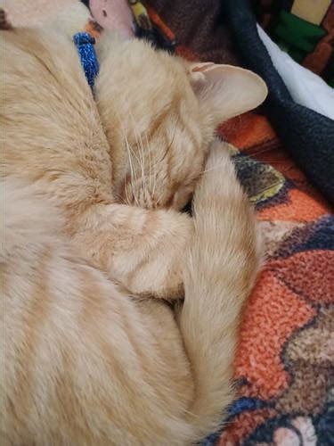 Gizmo The Cuddle Bug By Phantomflower08 On Deviantart