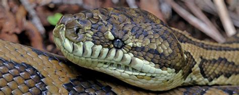 Carpet Python Shedding Process Care Guide