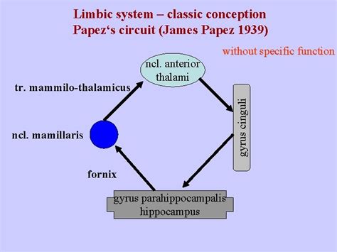 Telencephalic Cortex Nomenclature Paleocortex Archicortex Allocortex Telencephalic Cortex Nomenclature Paleocortex Archicortex Allocortex