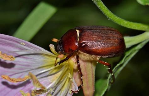 Heres Everything You Need To Know About June Bugs Aol