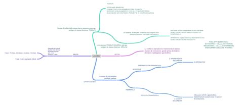 Le Cellule Foglietti Embrionali Ectoderma Cellule Esterne Mesoderma…