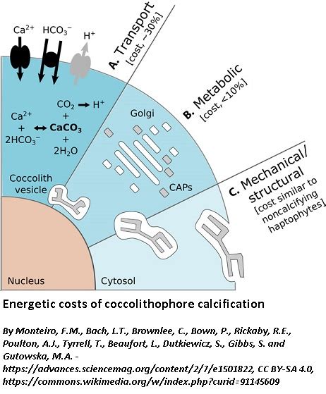 Fitoplancton Marino Los Cocolitóforos O Cocolitofóridos Coccolithophoridae Blog De José