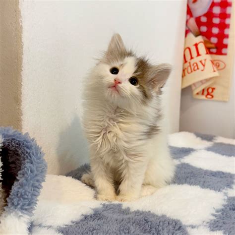 💓고양이분양전문 고양이책임분양 먼치킨분양 랙돌분양 브리티쉬숏헤어분양💓 얼굴 빵실 ~ 개냥이 실버브리티쉬 🤍 브리티쉬숏헤어 브리티시숏헤어 브리티쉬숏헤어분양