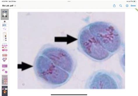 Biology Lab Flashcards Quizlet
