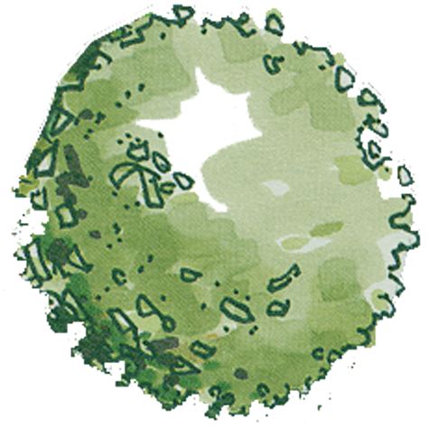 Tree Drawing Top View