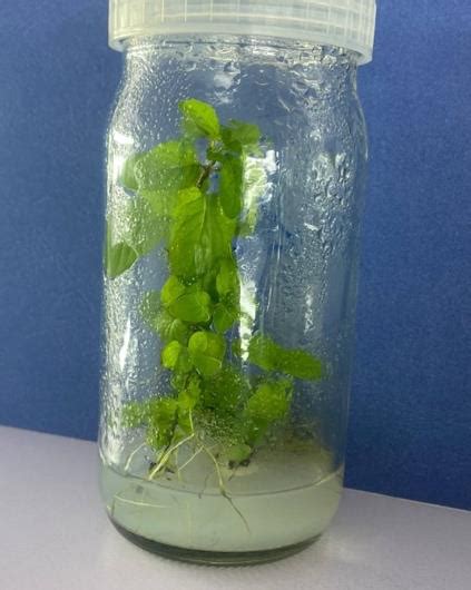 Mentha Growth In Vitro Download Scientific Diagram