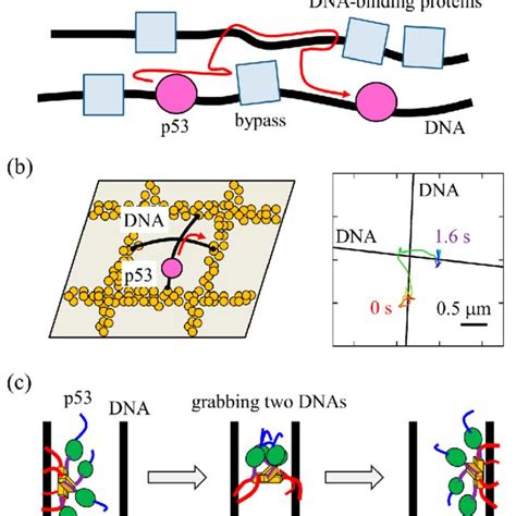 Schematic Diagram Of The P53 Dna Complex Structure In 1d Diffusion
